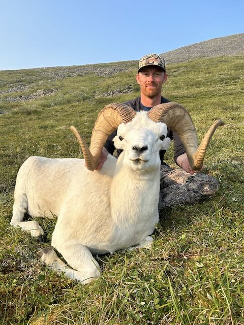 Dall Sheep – Gana River